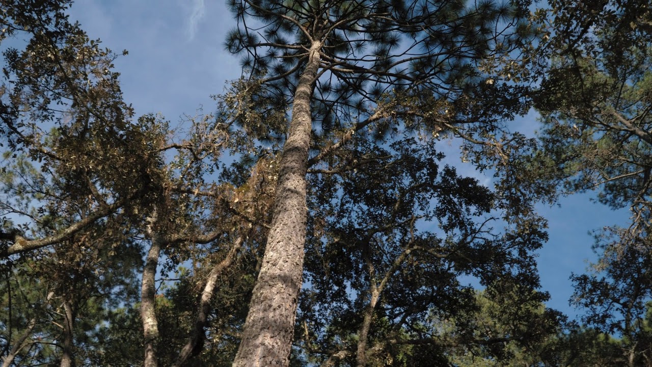 Nature's Video View of Tall Trees and Clear Sky HD Free to use No ...