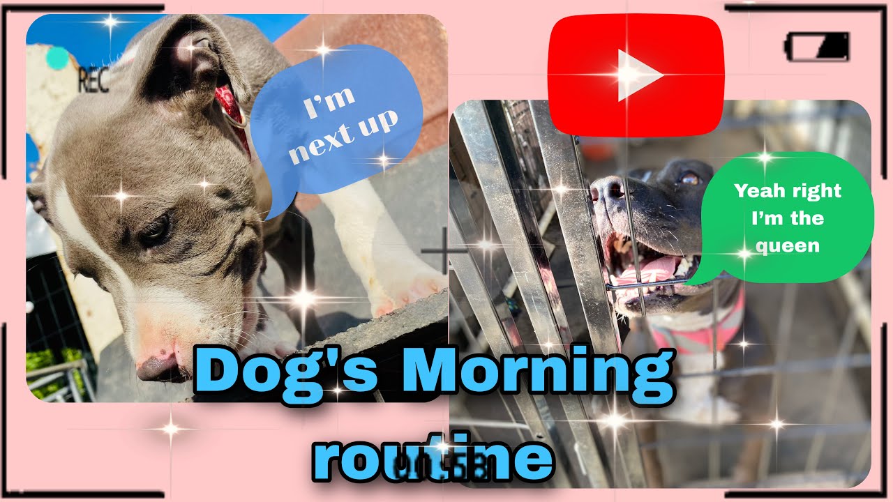 The Dog's Morning Routine - YouTube