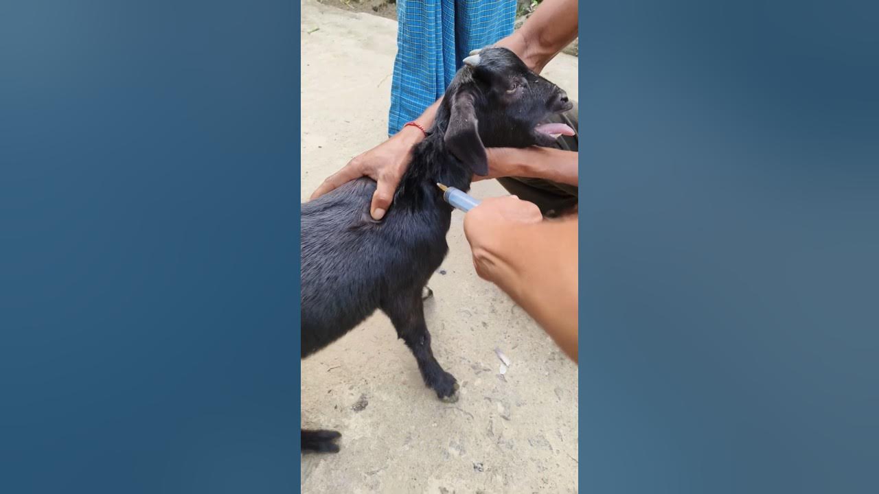 IM injection in a goat#intramuscular injection procedure in a goat#how to give IM injection ...