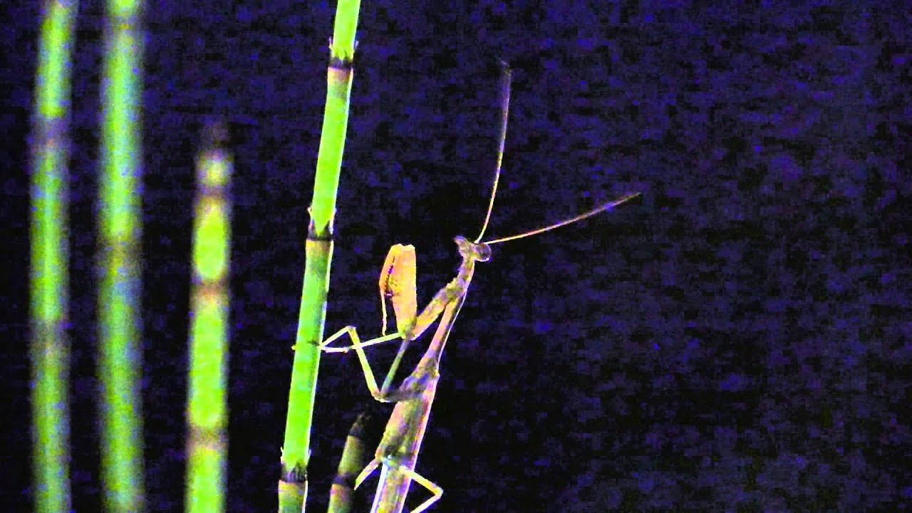 Praying Mantis Musical Meditation - YouTube