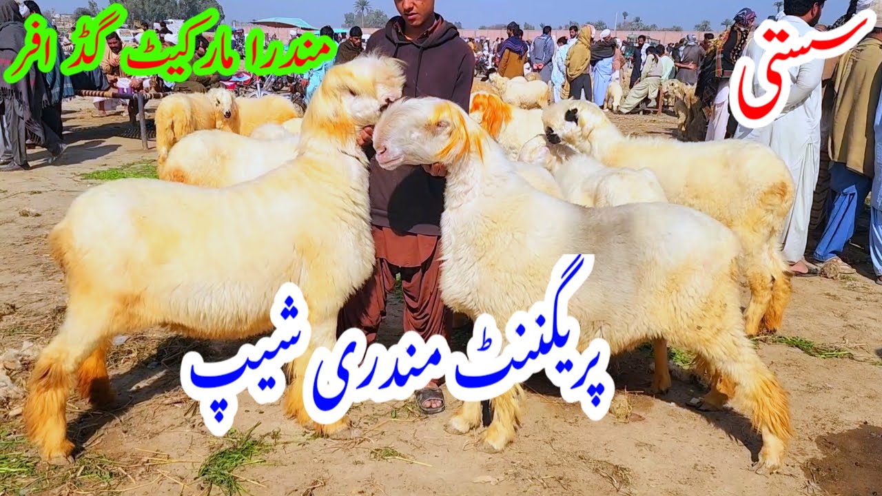 Mundri Sheep goat farming Pakistan and malik Imran goat farm - YouTube