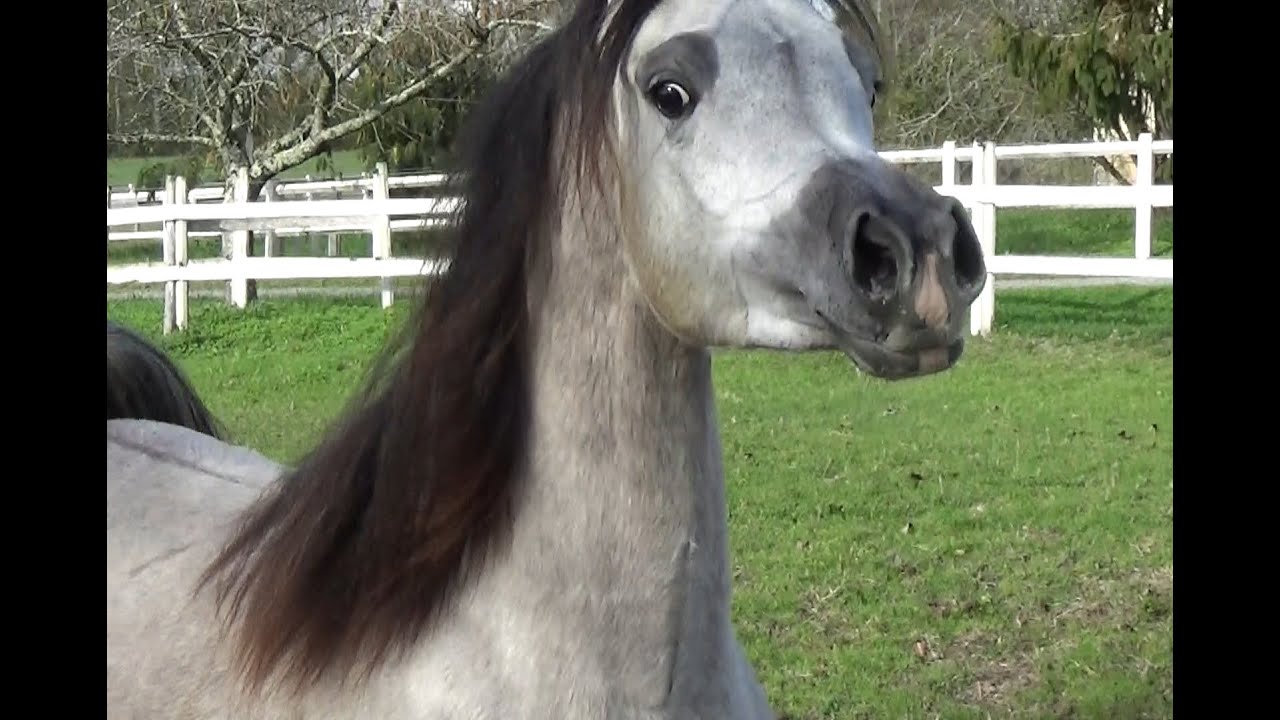 SH Hatsya Shining Star 2021 arabian horse filly - YouTube