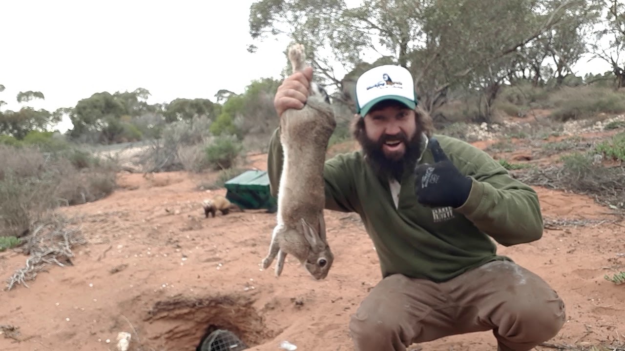 Working ferrets Down_under ,Quick twilight hunt - YouTube