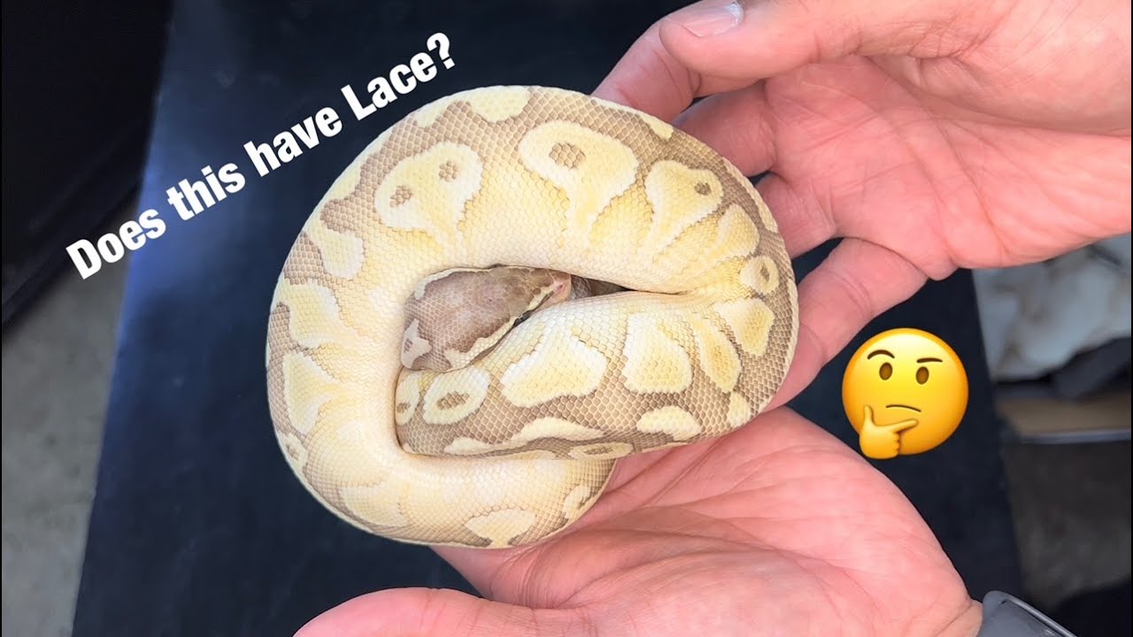 Unboxing a possible Lace Ball Python from Milbradt & Caponetto Pythons - YouTube
