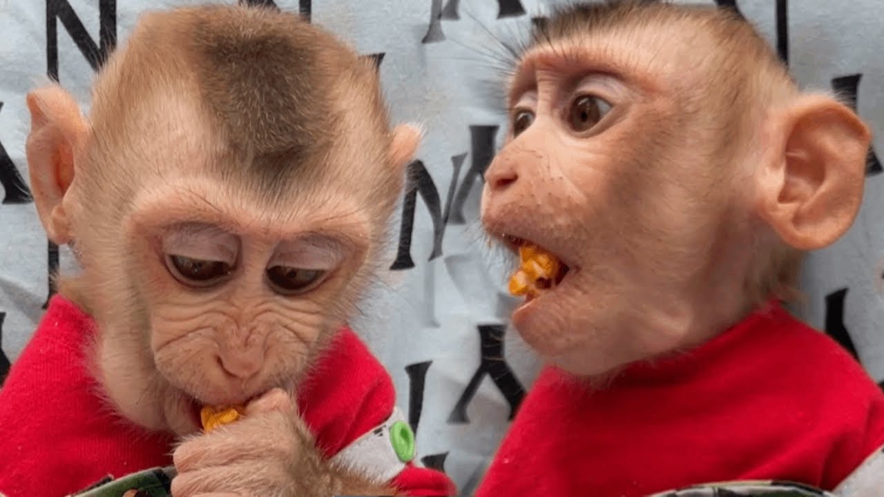 Popcorn monkey Ep#2 | High light close up shot. - YouTube