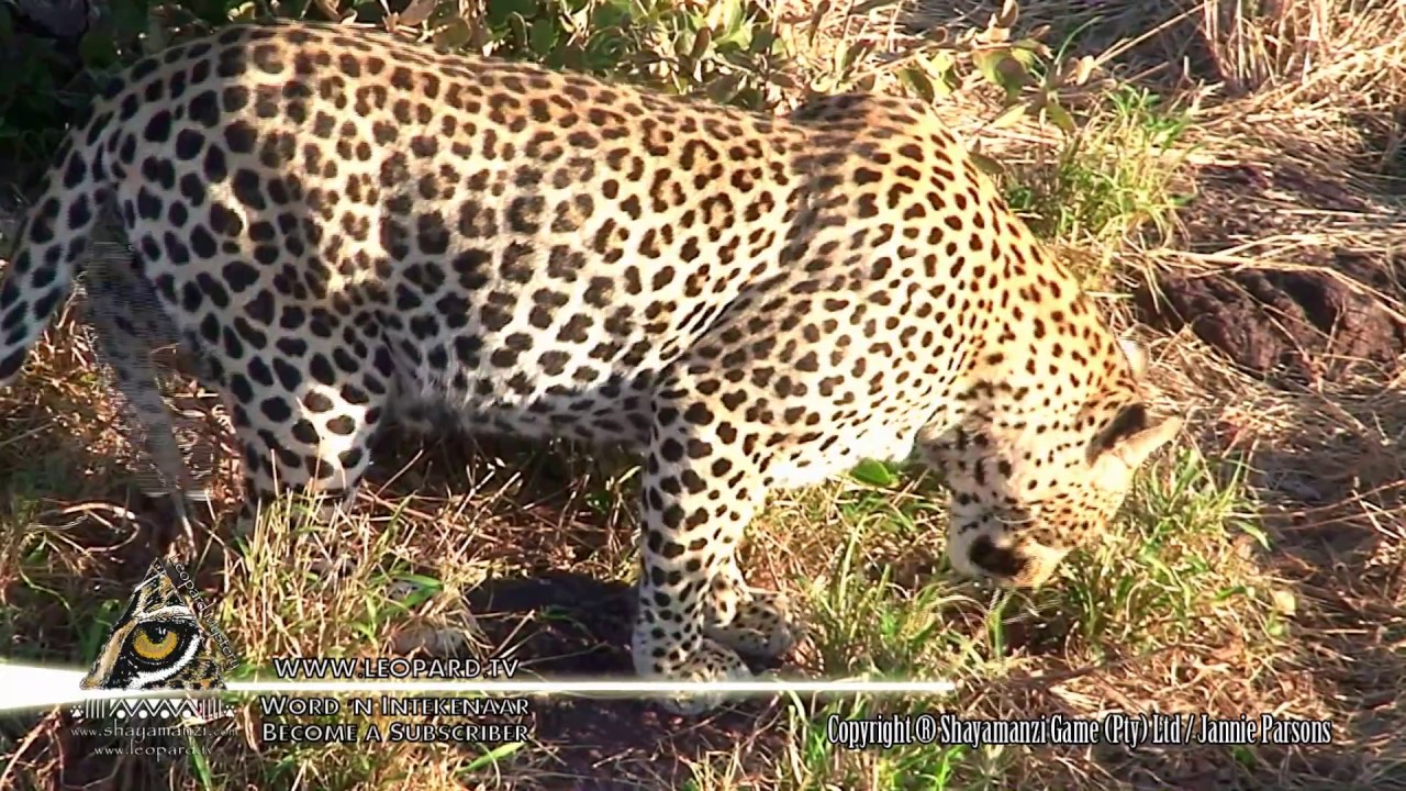 A sick leopard's cure - eew! - YouTube