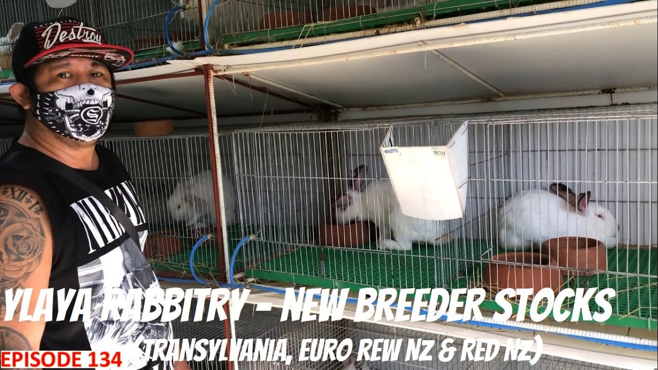 RABBIT FARMING - YLAYA RABBIT - NEW BREEDER STOCKS (TRANSYLVANIA, EURO ...