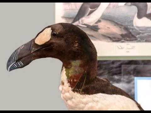 Great Auk - YouTube