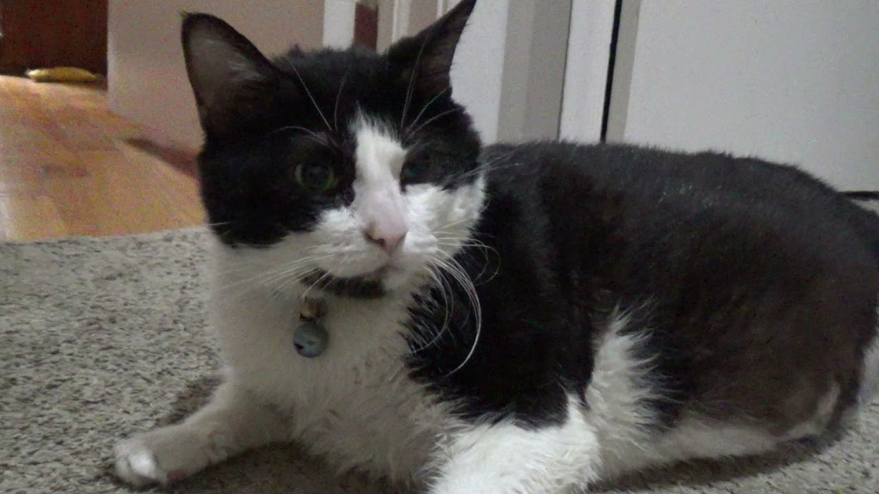 High-Pitched Whimper Rob Wolchek The Cat Makes When He Wants Food ...