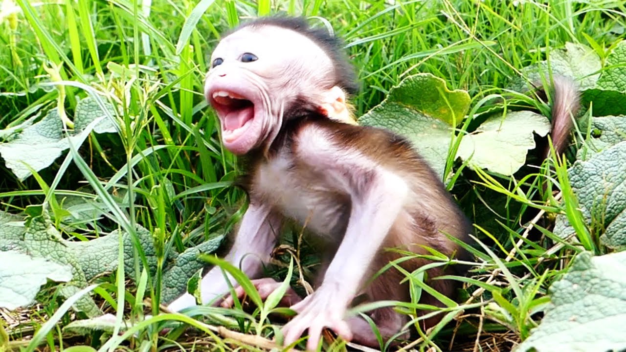 OMG ! Baby Momo cries out loudly - when he comes to visit the green ...