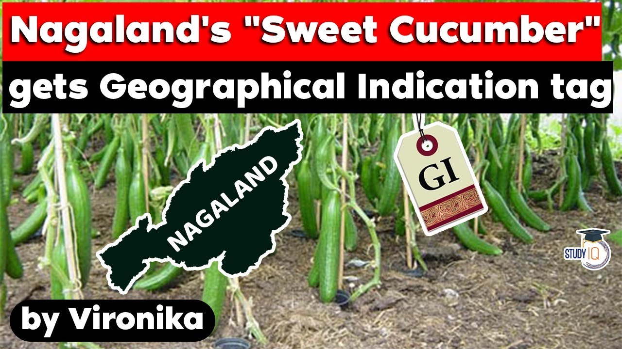 Geographical Indication tag awarded to Nagaland's Sweet Cucumber ...