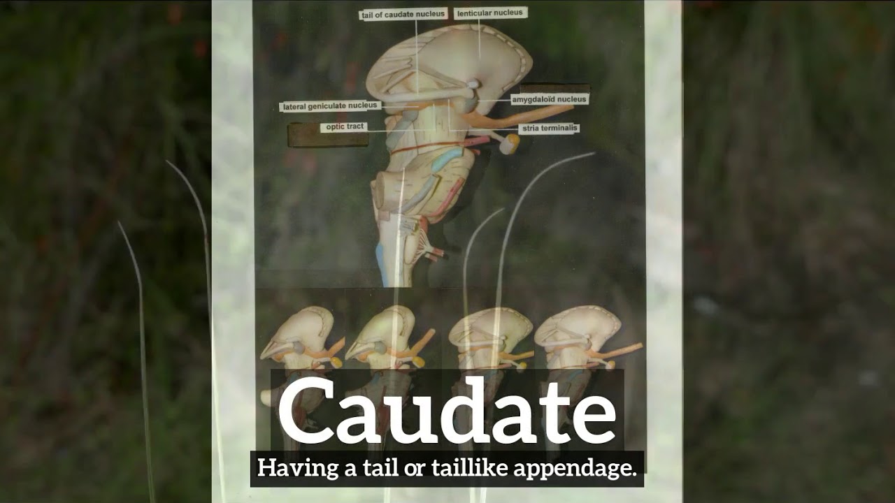 How Does Caudate Look? | What is Caudate? | How to Say Caudate in ...
