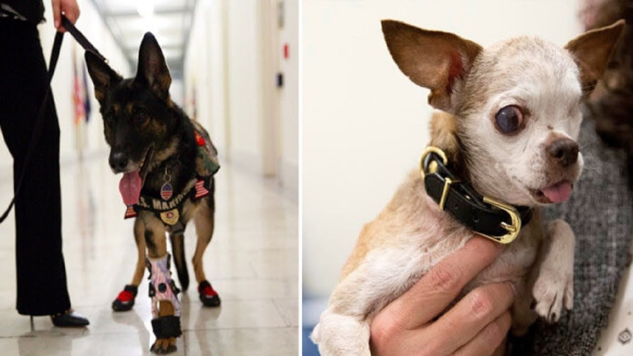 The American Humane Association Honor Eight Hero Dogs Who Will Take ...