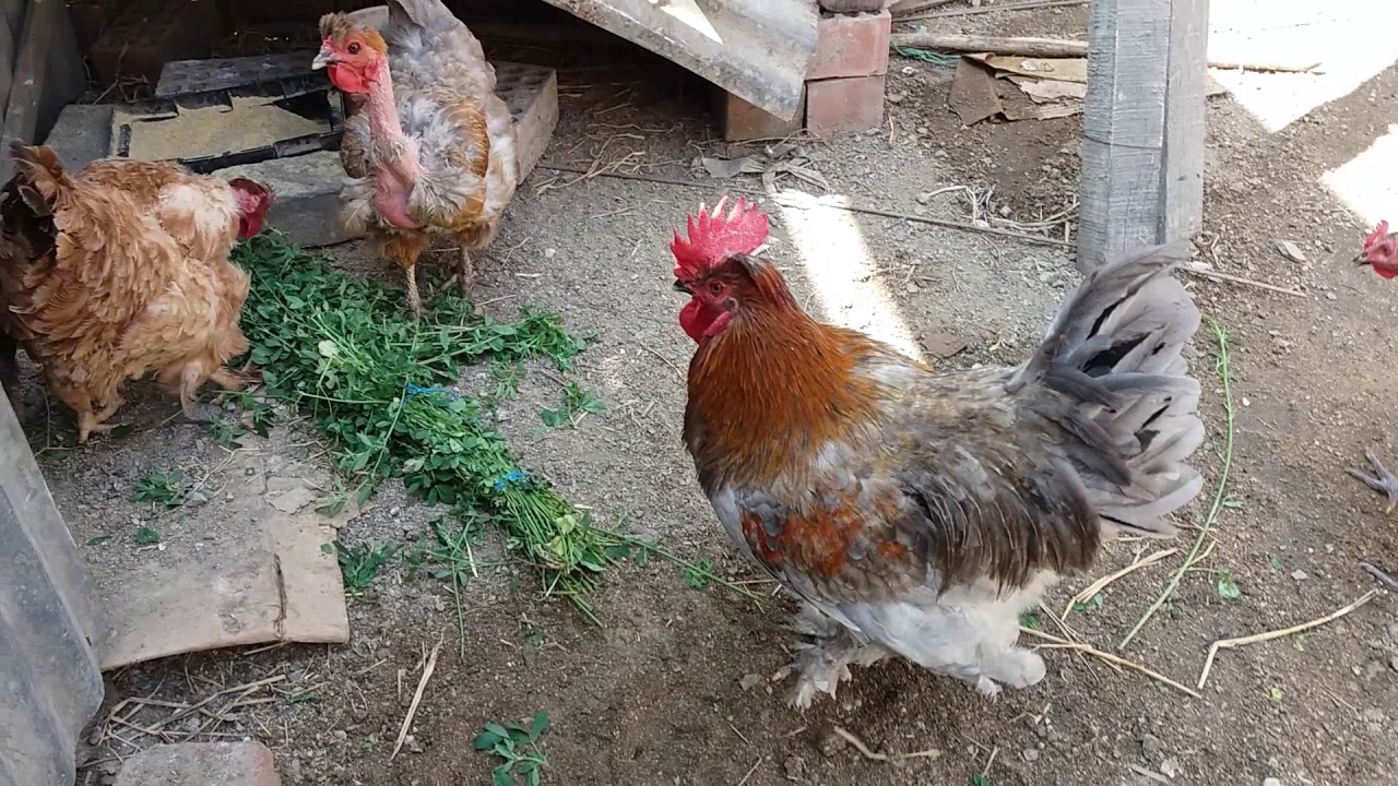 Hy line brown . - YouTube