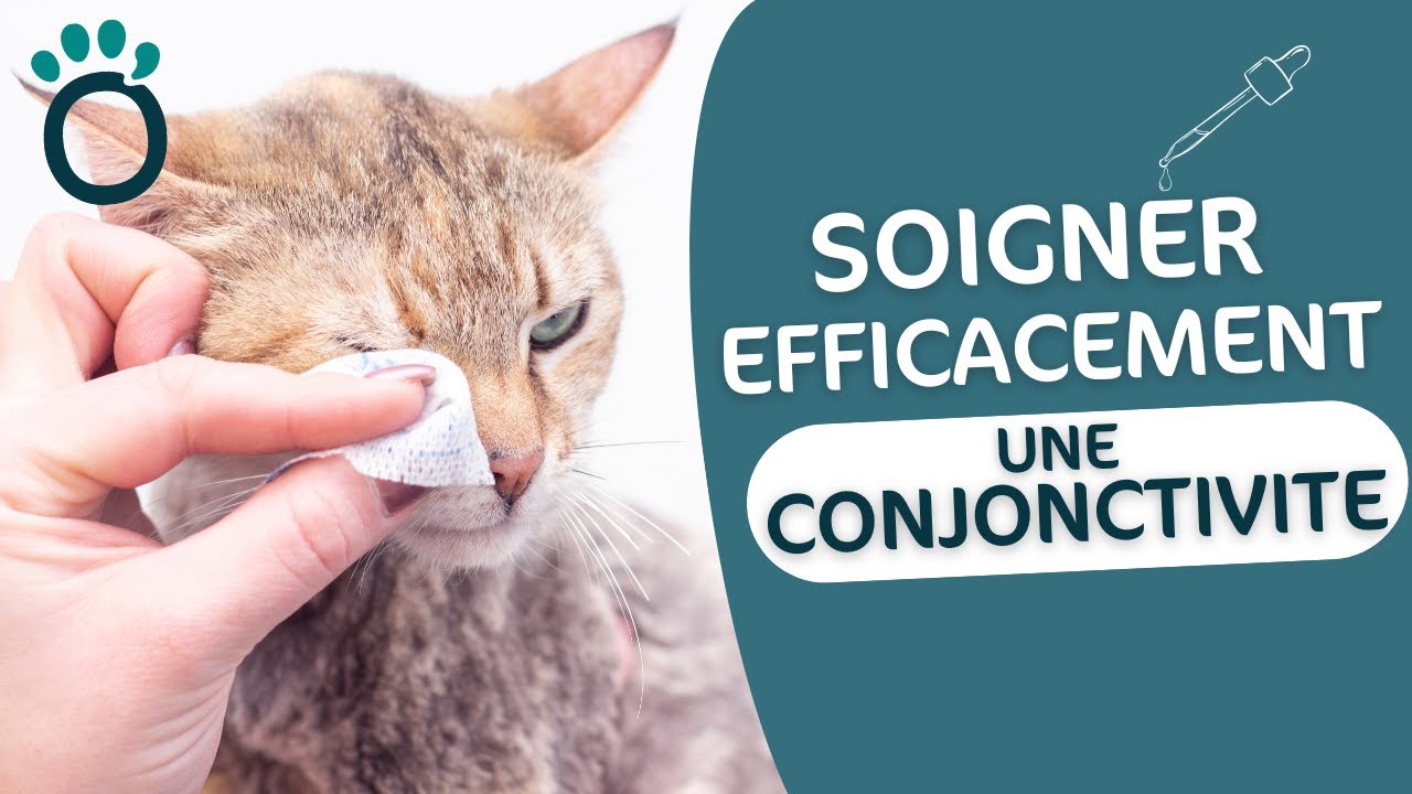 Comment soigner rapidement la conjonctivite chez le chat ? 🐱 - YouTube