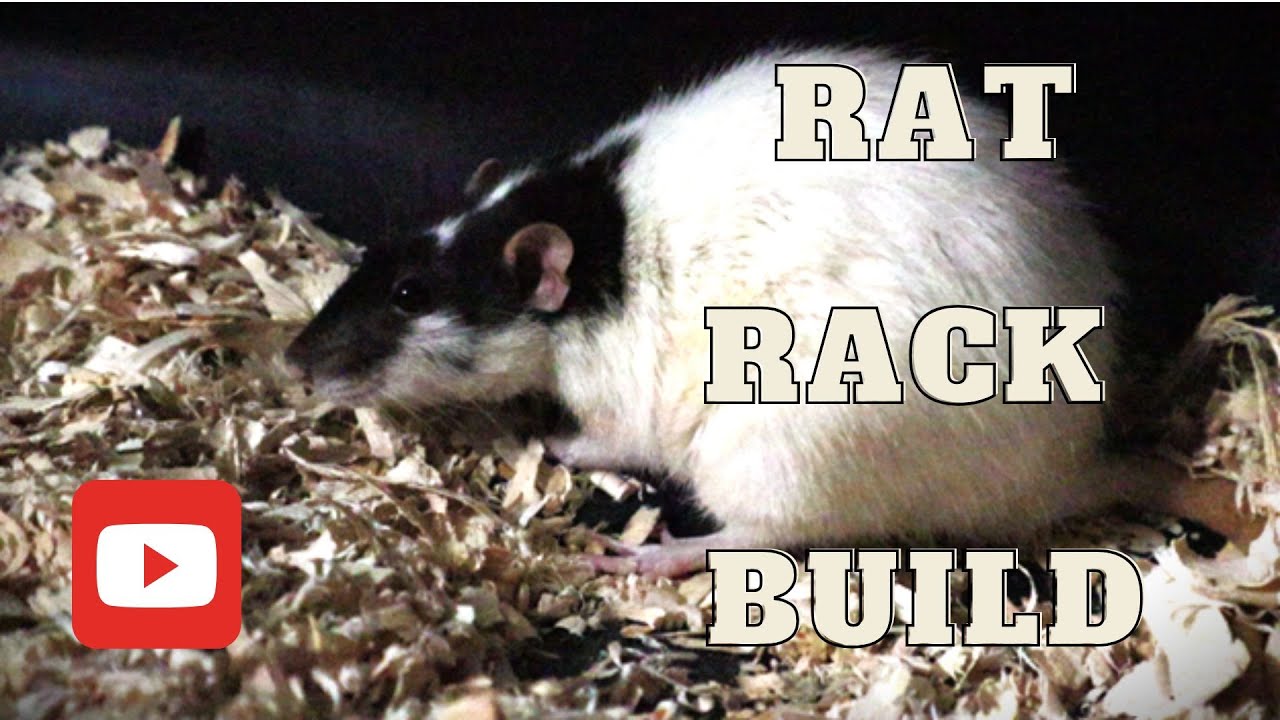 DIY Rat Rack Build!!! - YouTube