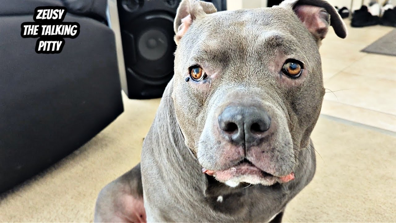 Pitbull Tries Catching A Ball But Fails Miserably! Cutest Dogs On ...