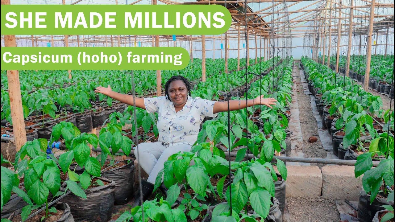 Kenya’s most successful female farmer who turned her capsicum farm into ...