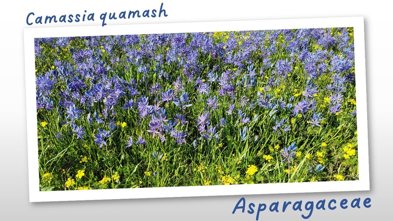 Camas a small plant with deep ‘roots’ in pre-Columbian culture - YouTube