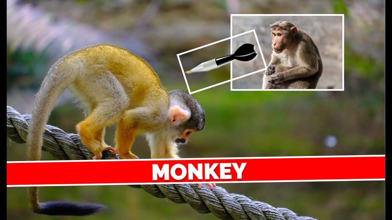 Popping 'bloons as a monkey?? Bloons TD 6 - YouTube