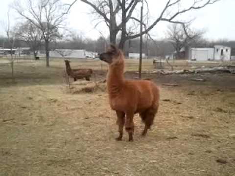 Lama riding - YouTube