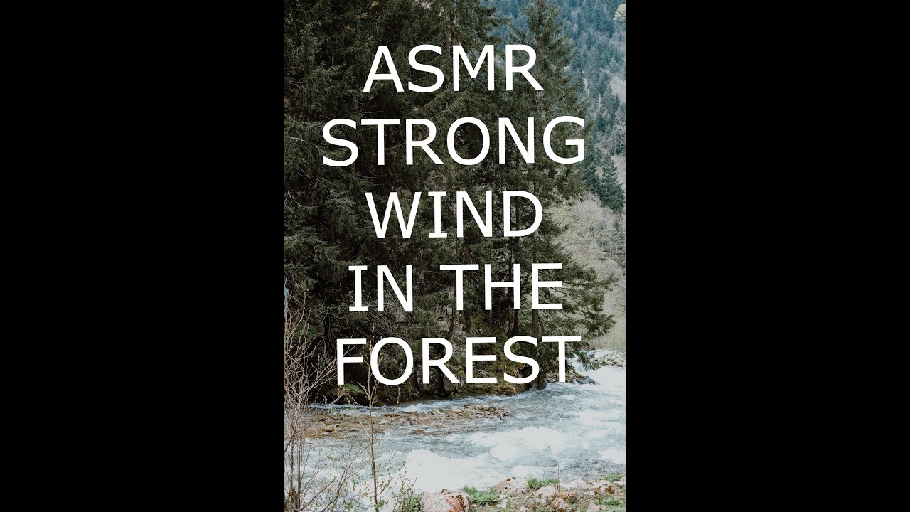 Trees in The Wind| Rumbling Leaves | Relaxing |Strong Howling Wind ...