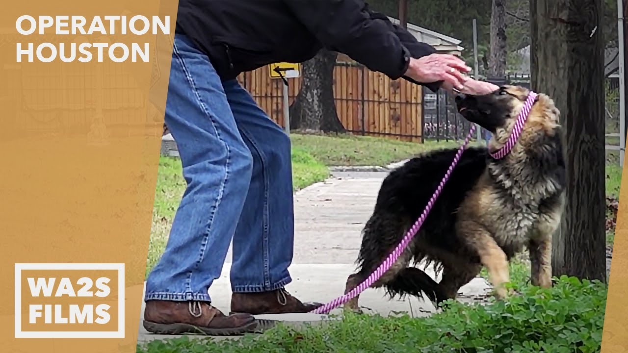 Starving Homeless German Shepherd Dog Rescued from Busy Street - Hope ...