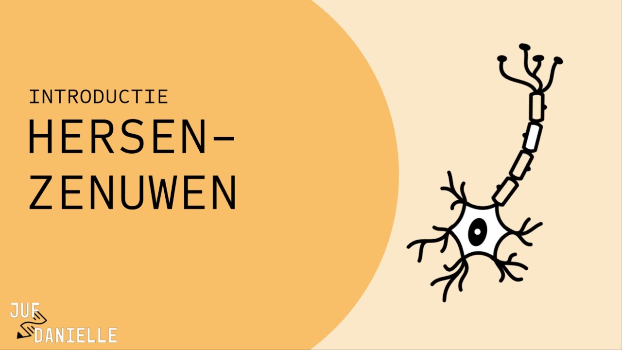 Hersenzenuwen - YouTube