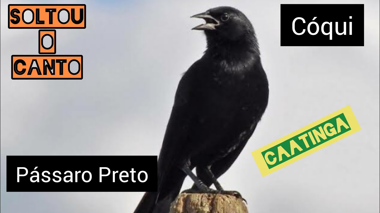 Pássaro Preto (Graúna) Cantando muito na Natureza - YouTube