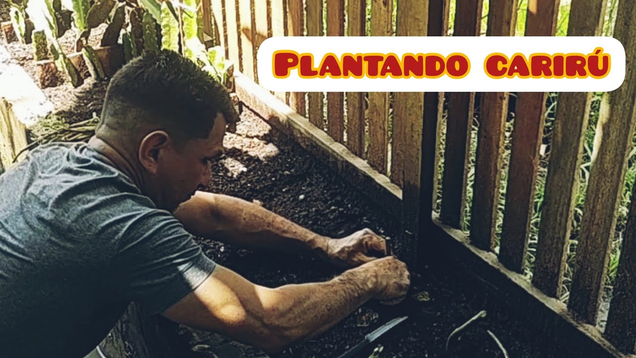 Como plantar carirú ou João Gomes da Bahia. - YouTube