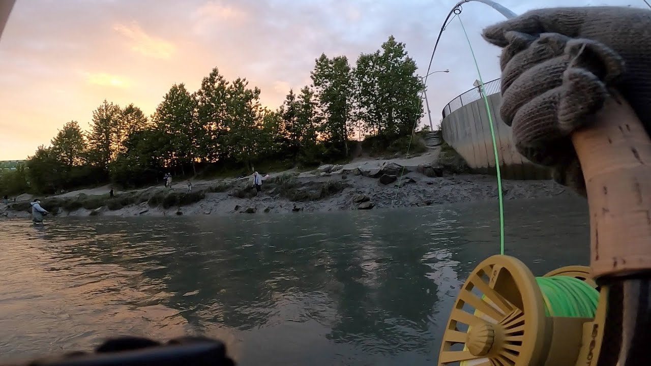 Slaying Pink Salmon at Ship Creek | Anchorage, AK - YouTube