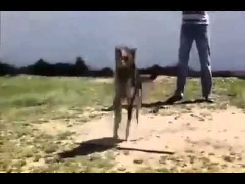 İp Atlayan Köpek Süper :))