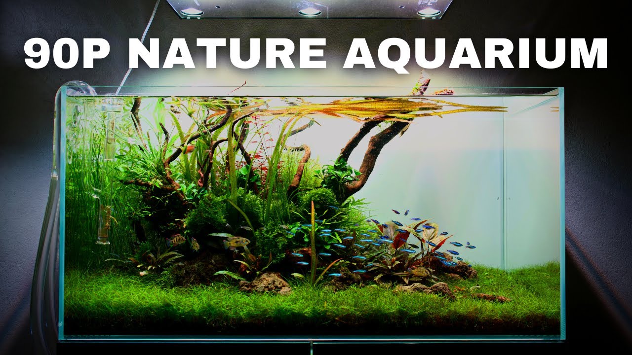 The ScaperLine 90: EPIC Step By Step 3ft Aquascape Tutorial - YouTube