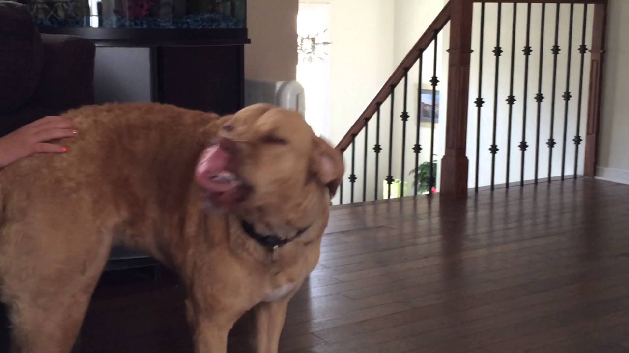 Dog's morning Smile - YouTube