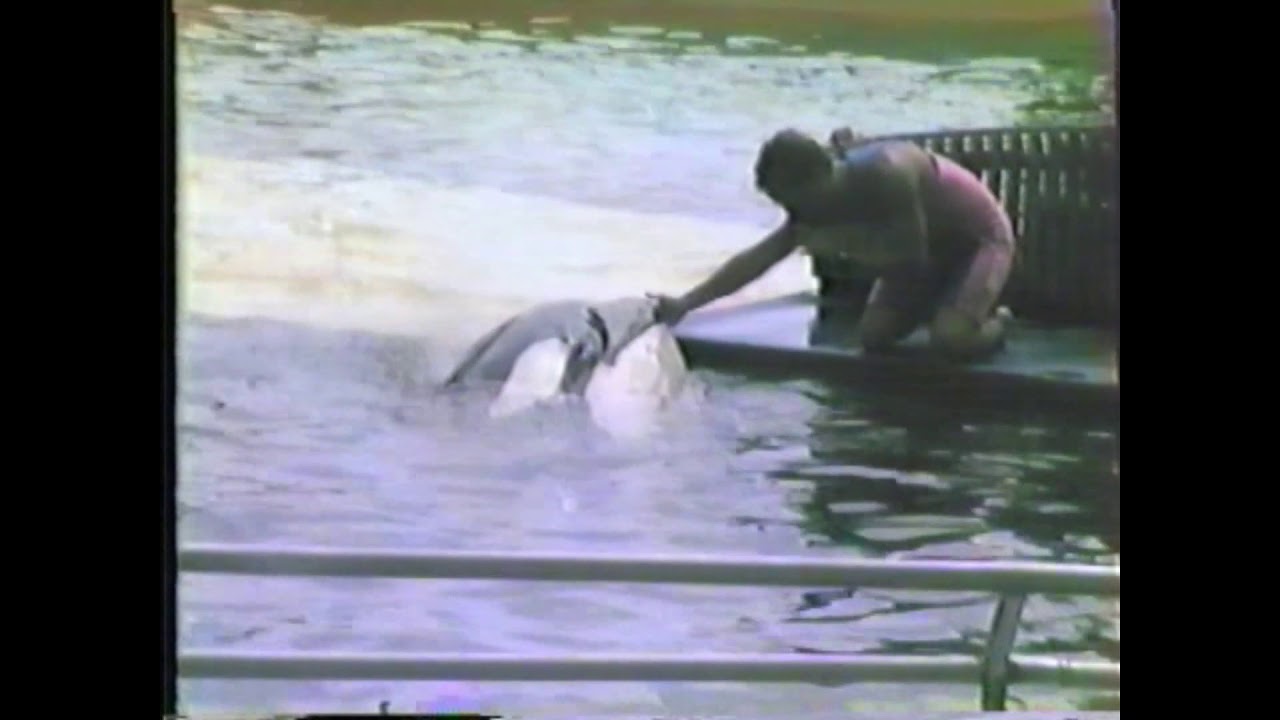 Sea World 1986 - YouTube