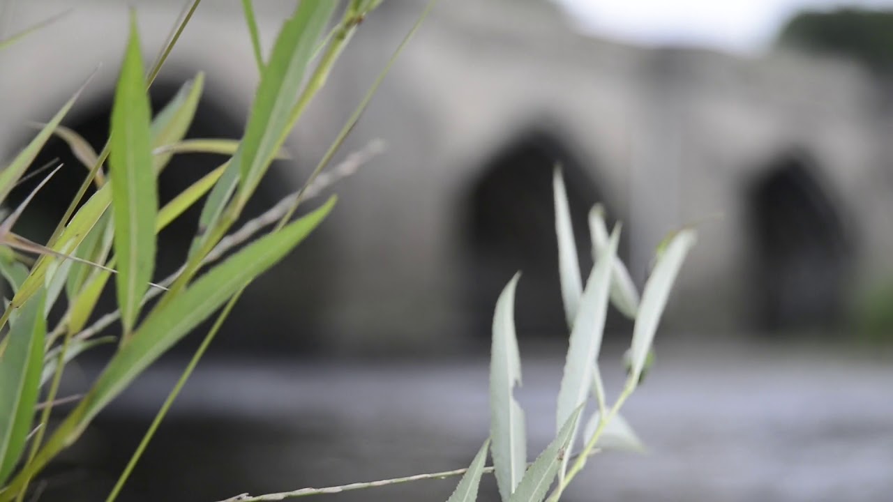 Grass Near River, flowing, grass, river - YouTube