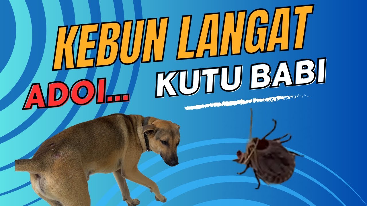 Kebun Langat: Tips Kebun - Adoi..... Kutu Babi - YouTube