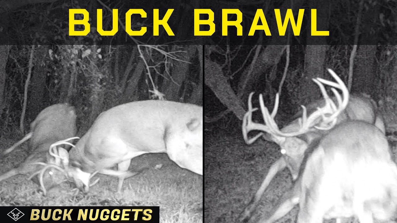 BUCK BRAWL | 2 Mature Bucks fight for Breeding Rights! - YouTube