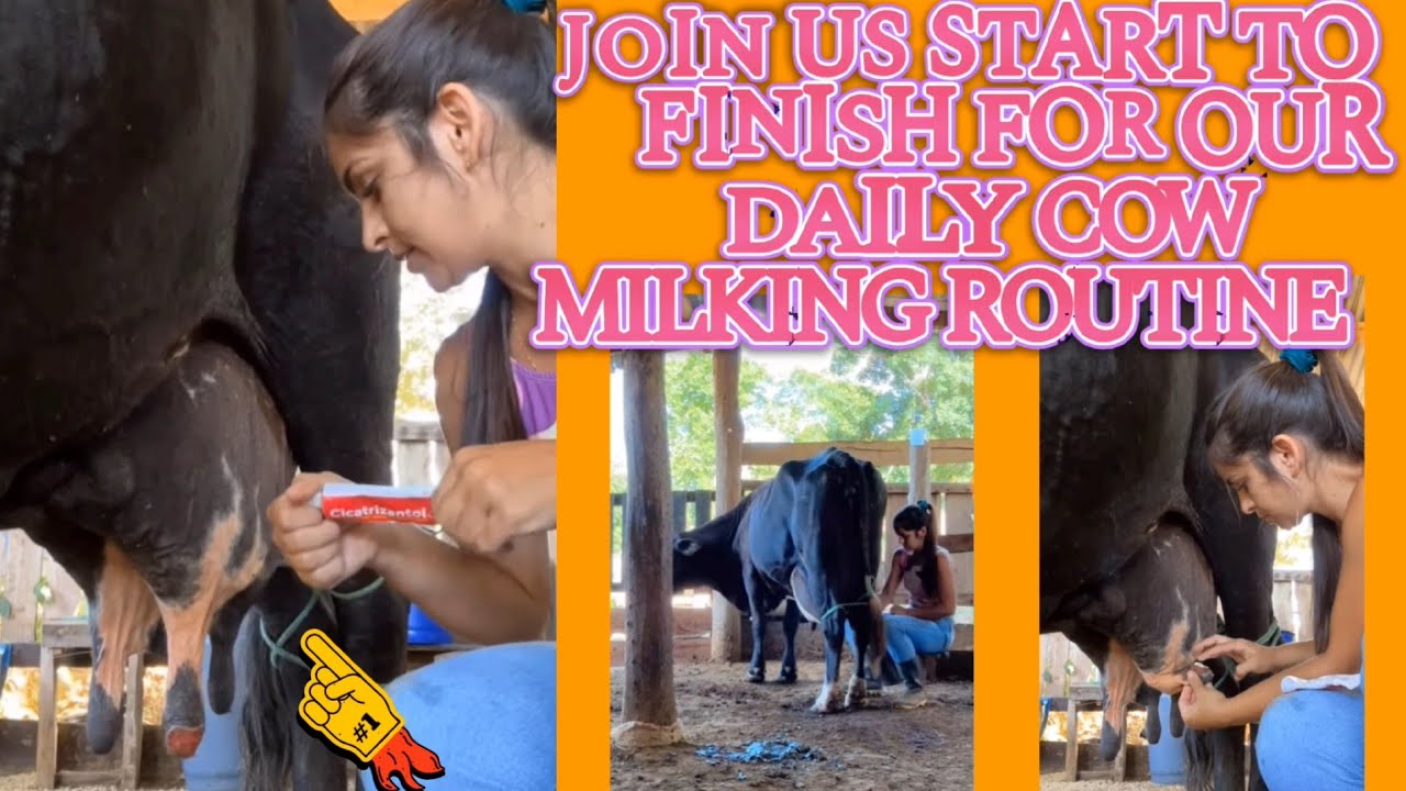 Join us start to finish for our daily cow milking routine - YouTube