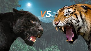 Tiger Vs Panther Fight
