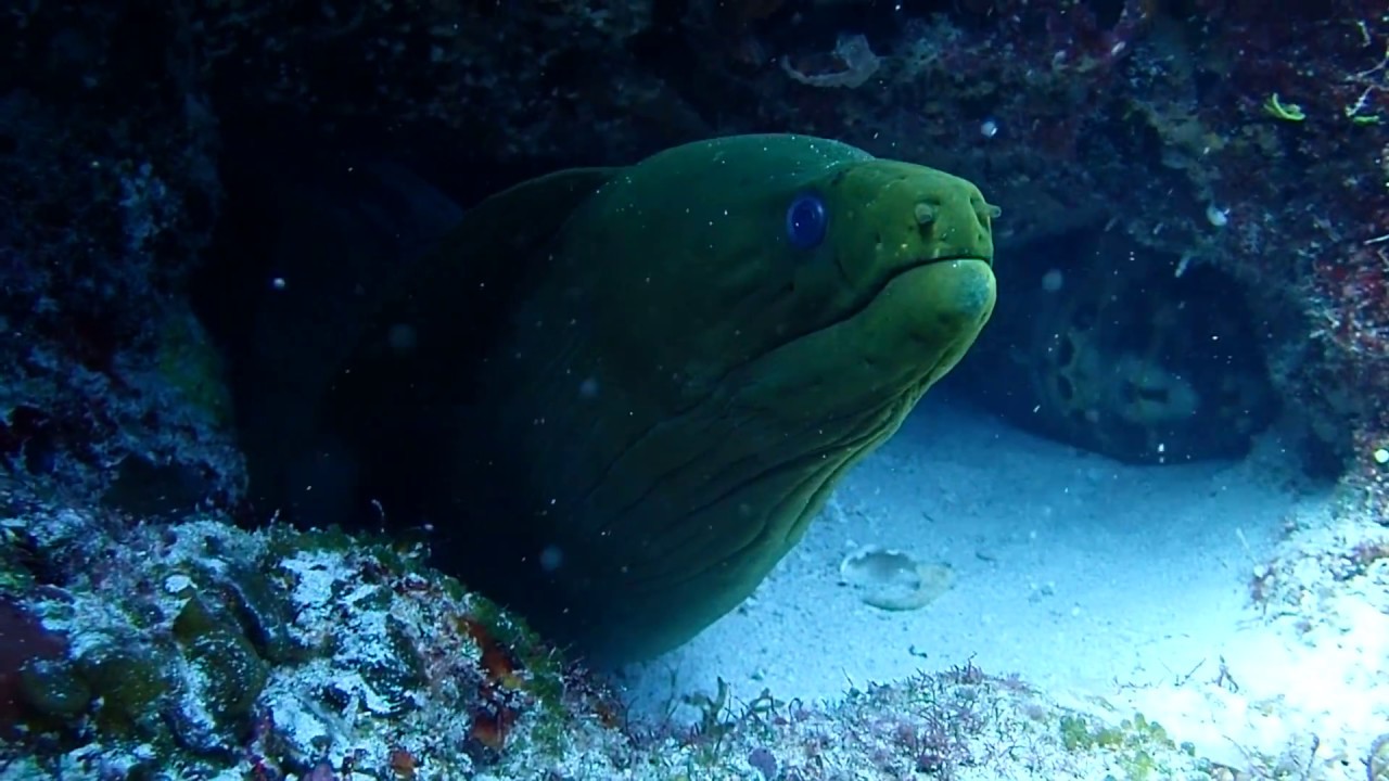 Moray eel on coral reef.Video is © George Gross - YouTube