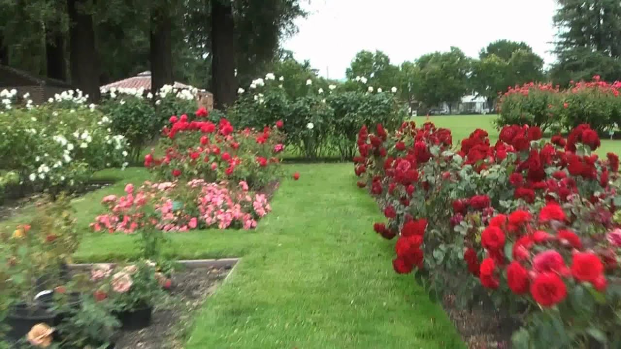 Time Lapse Rose Garden Walk - YouTube