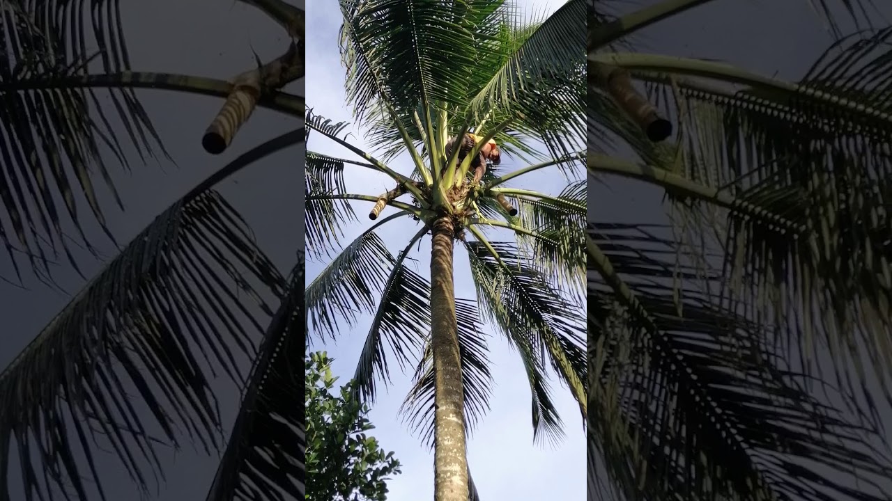 ANG TUBA O COCONUT WINE - YouTube