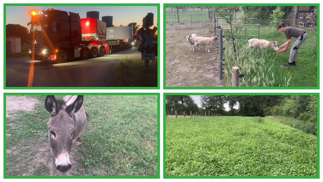 FarmVLOG #440 Die Schafe ziehen um / Das Hühnermobil füllt sich / Die ...