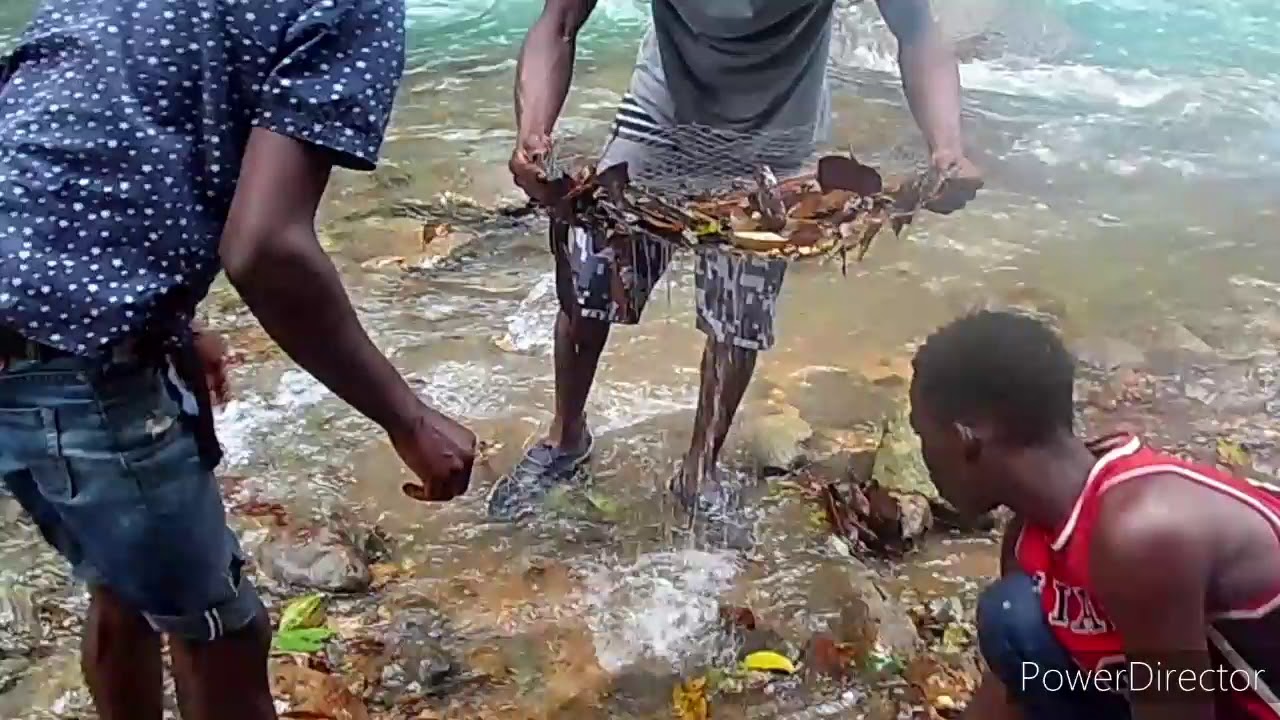 Jamaican style crayfish hunting - YouTube