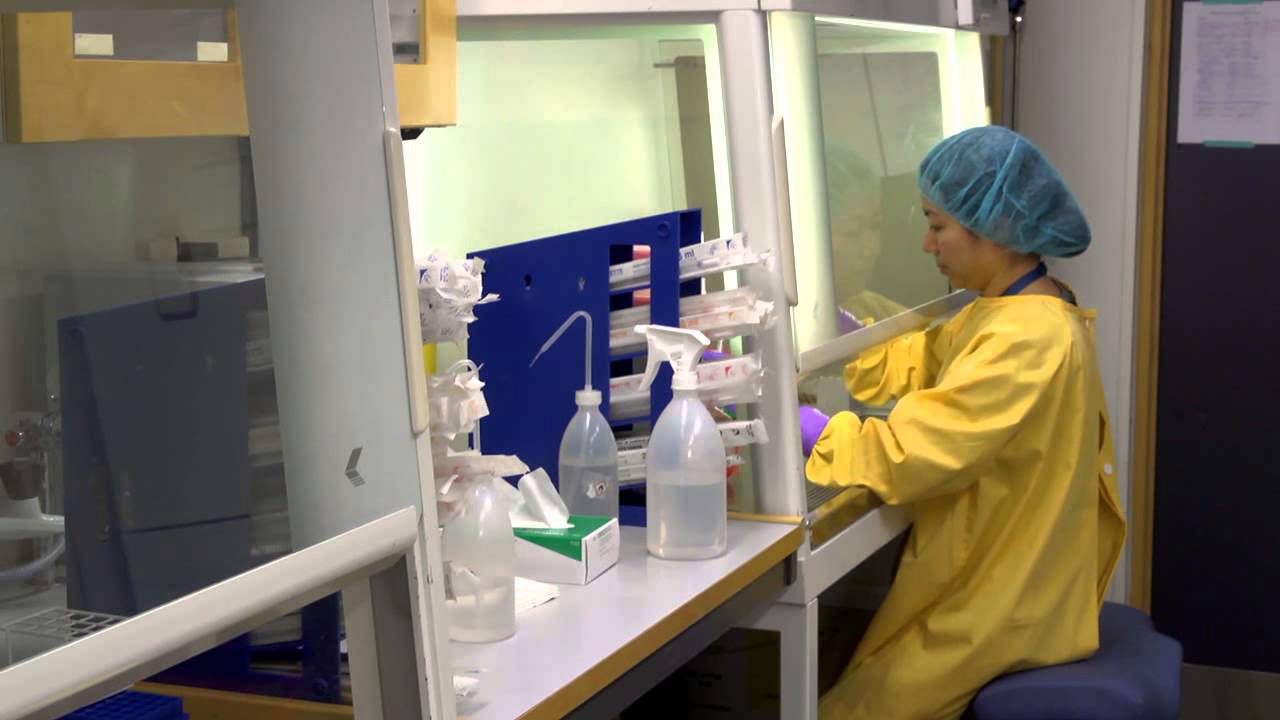 StemTherapy Human Pluripotent Stem Cell Core - YouTube