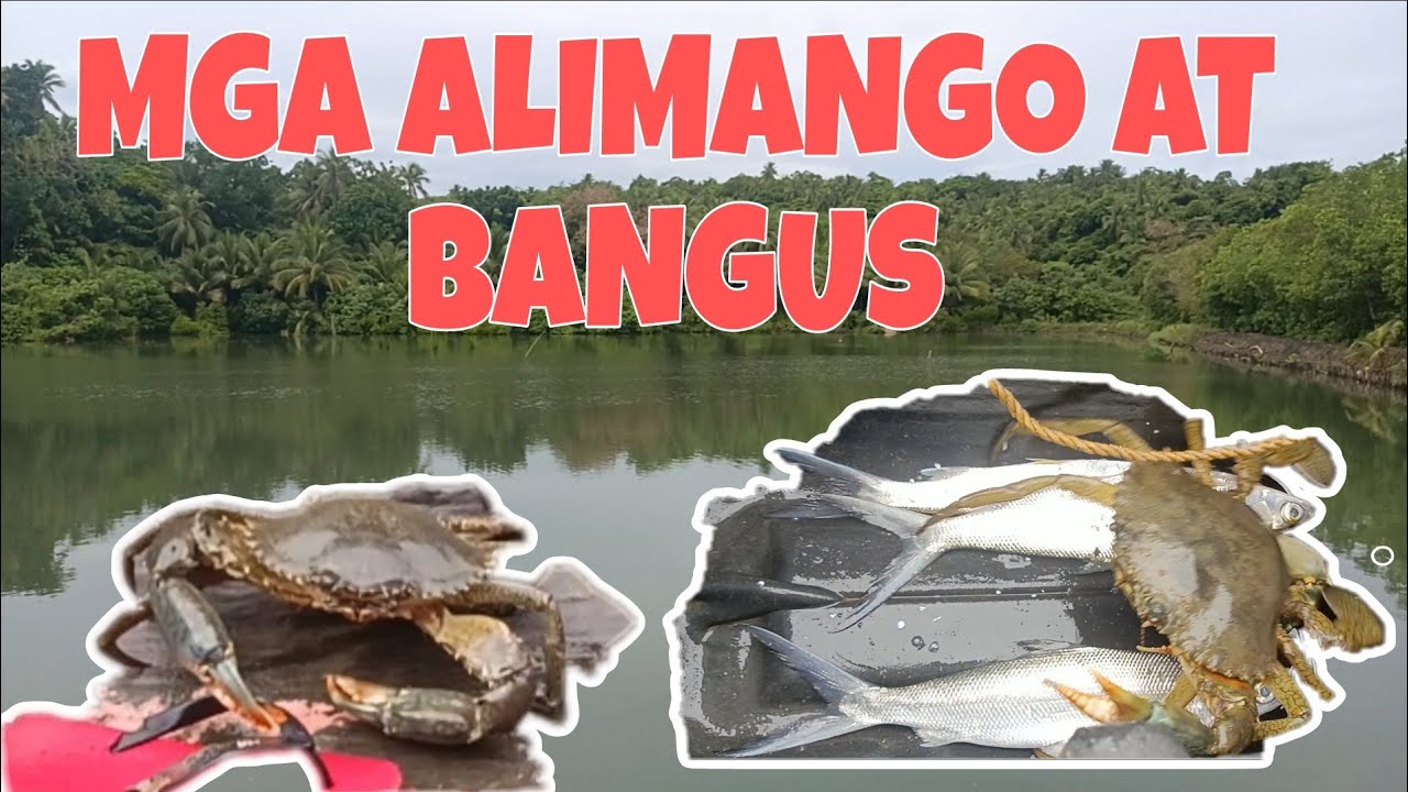 SASAMA TAYO SA PANGHUHULI NG BANGUS😊MAY MGA ALIMANGO NA MALALAKI.😱 ...