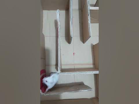 Crazy Mice Maze Project - YouTube