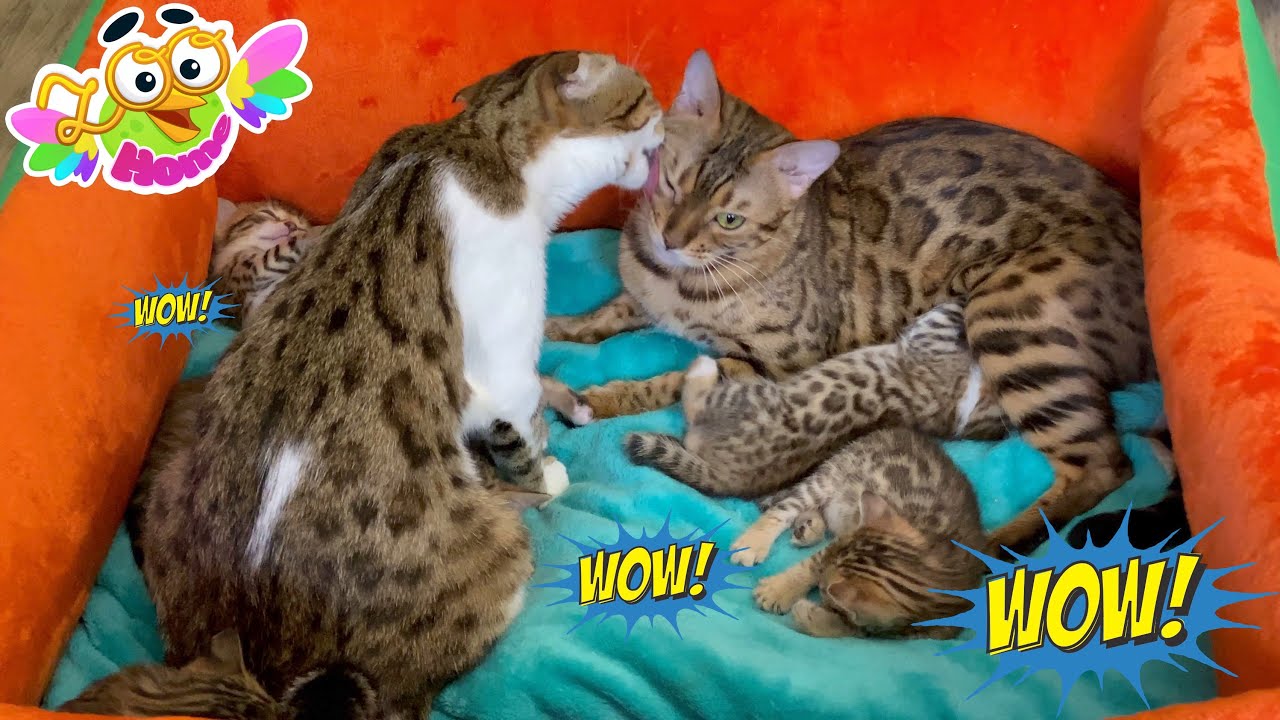 Sher the cat teaches Shekel how to raise kittens. - YouTube