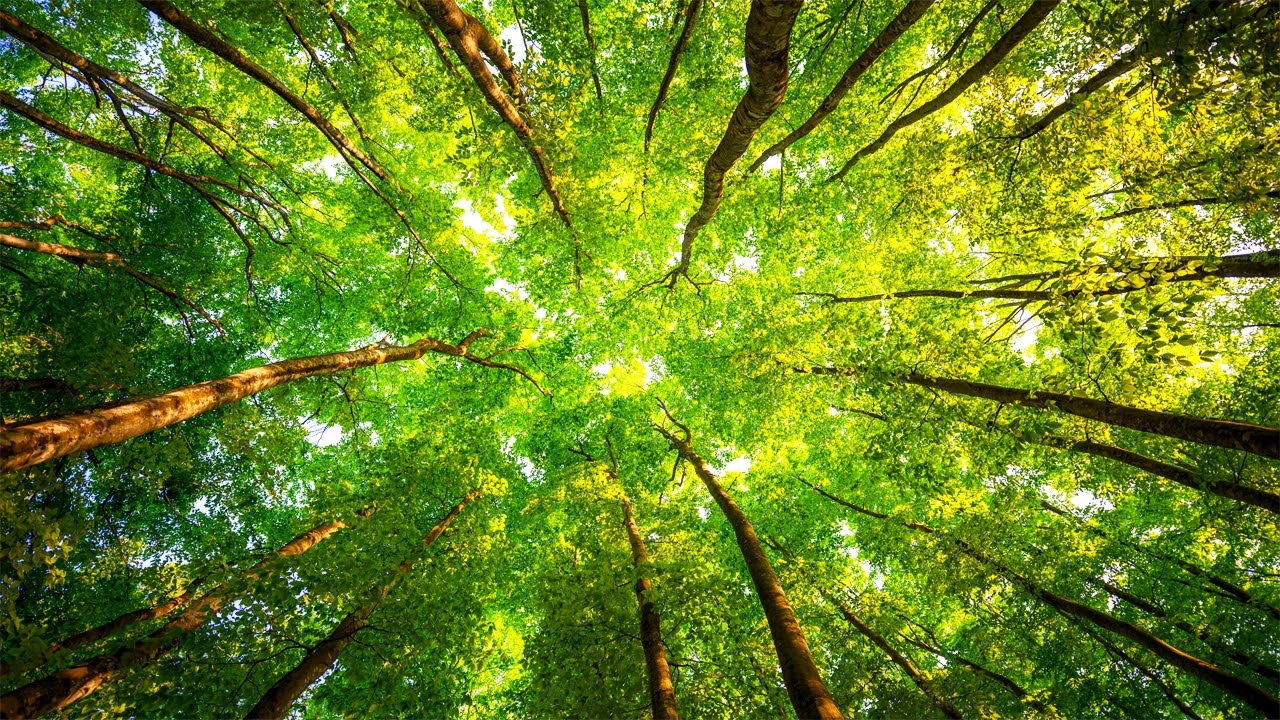 Silêncio das matas - YouTube